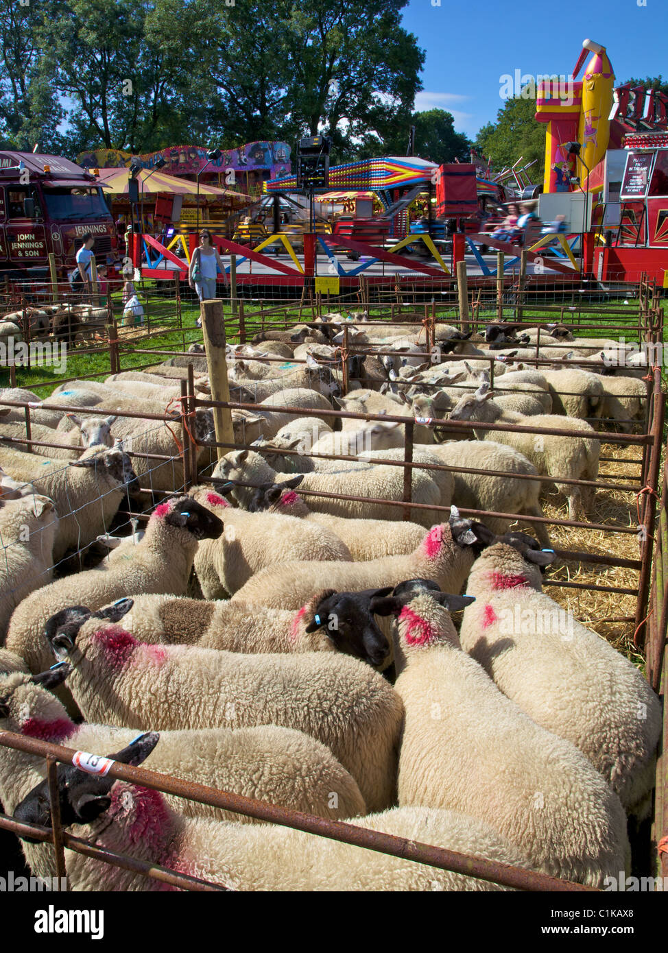 Sheep waiting for the auction at Priddy fair Stock Photo - Alamy