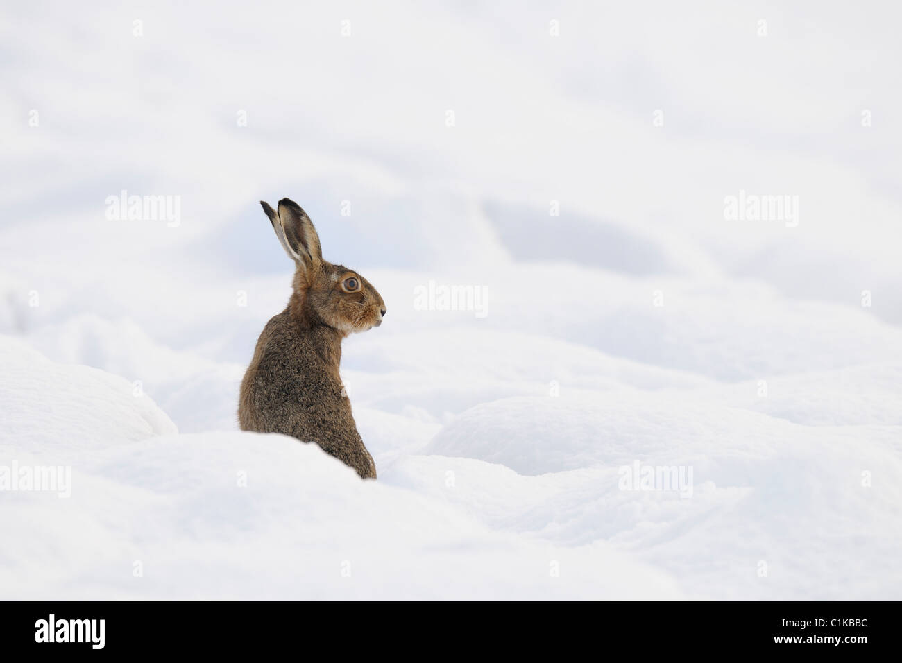Individual hare hi-res stock photography and images - Alamy