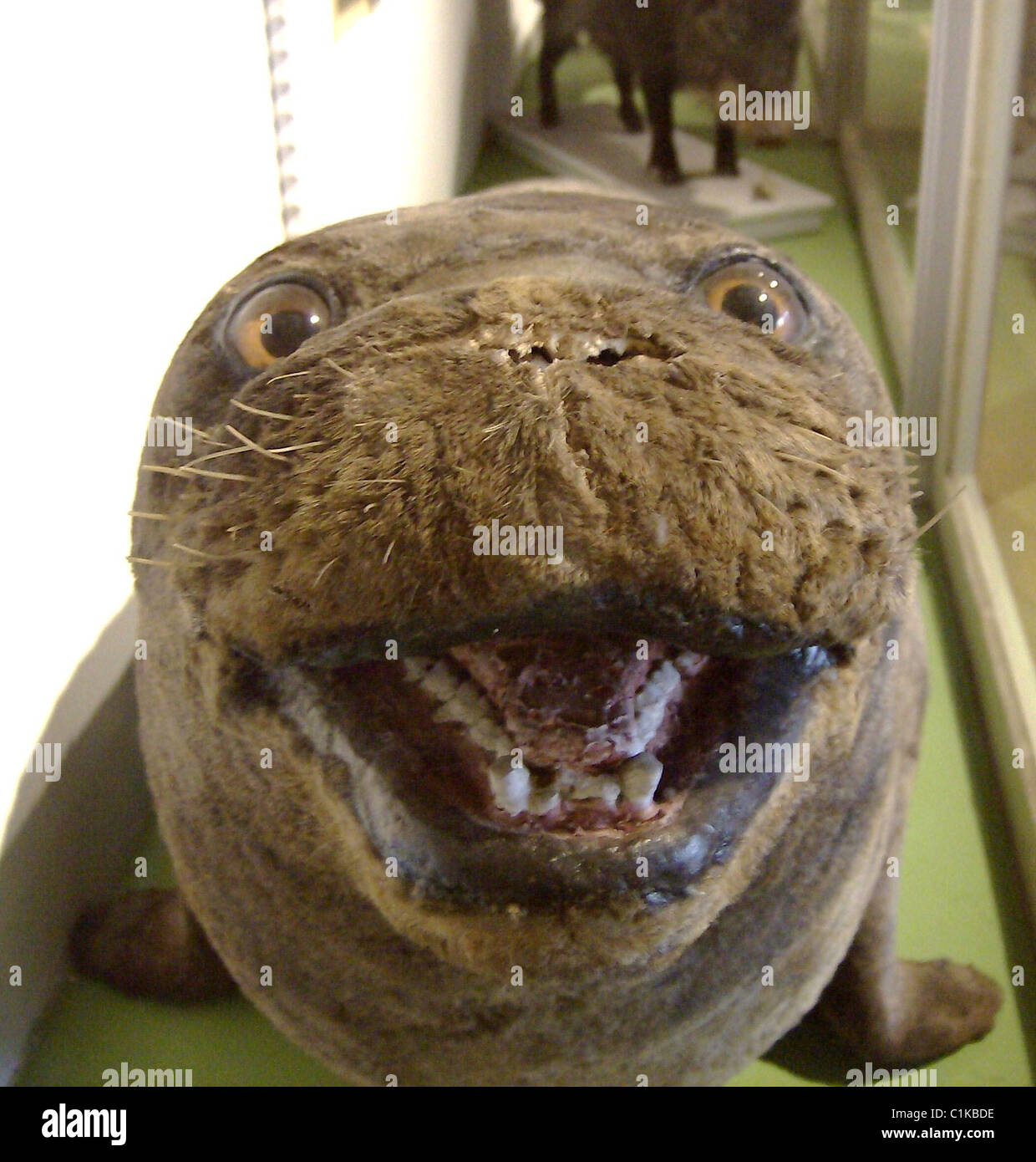 Bad taxidermy hi-res stock photography and images - Alamy