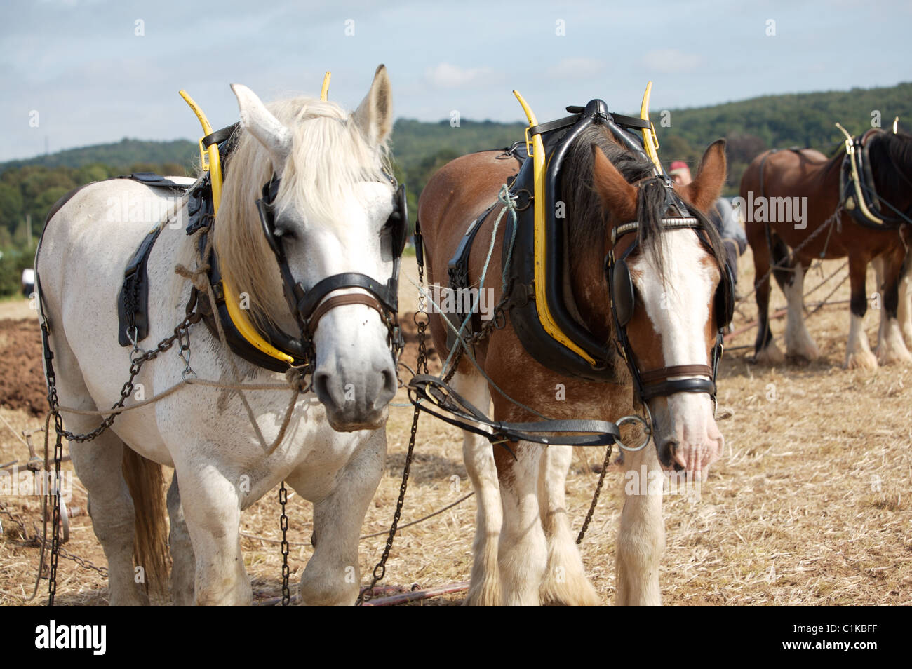 Heavy horse ploughing match hi-res stock photography and images - Alamy