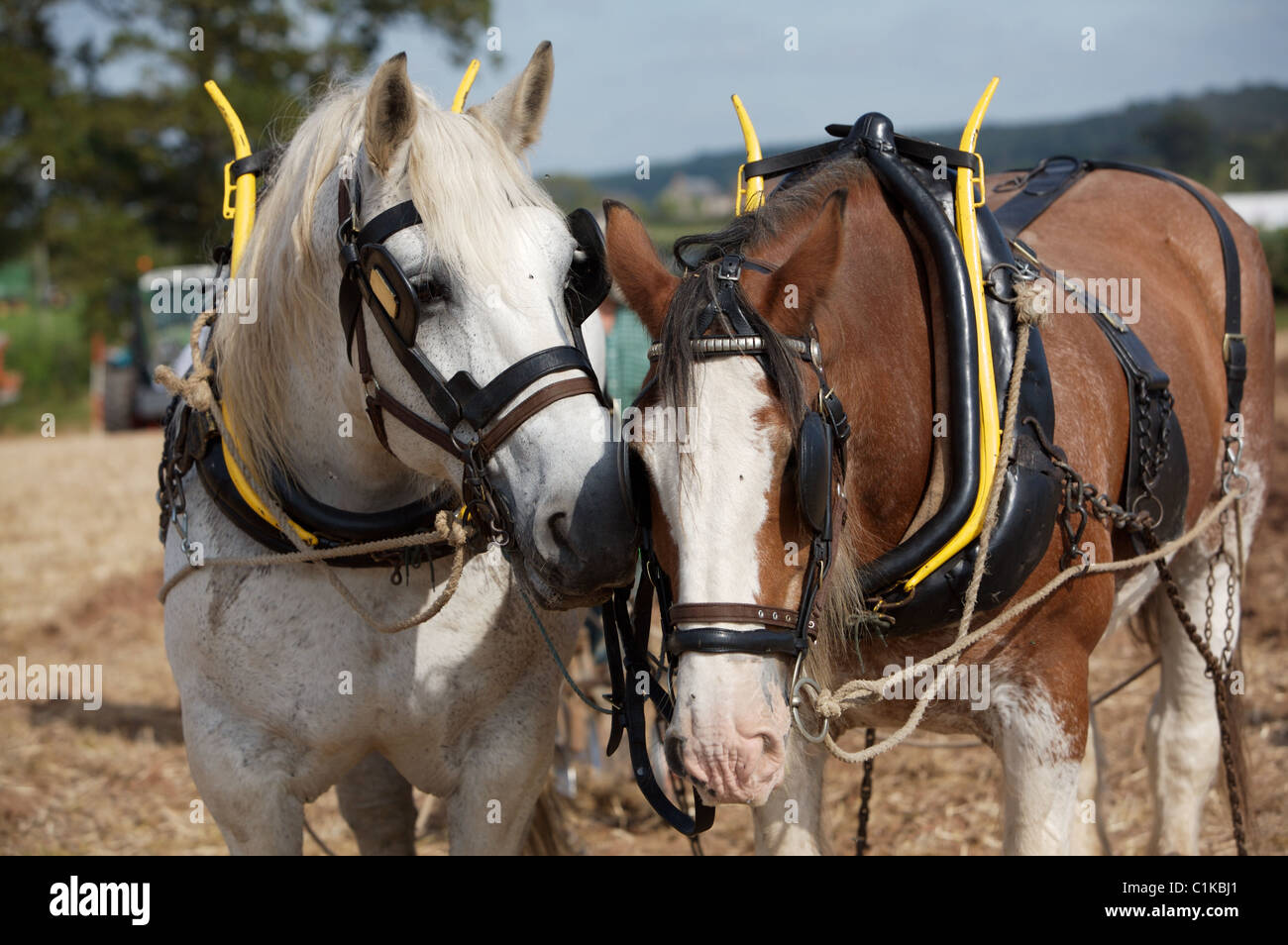Heavy horse ploughing match hi-res stock photography and images - Alamy