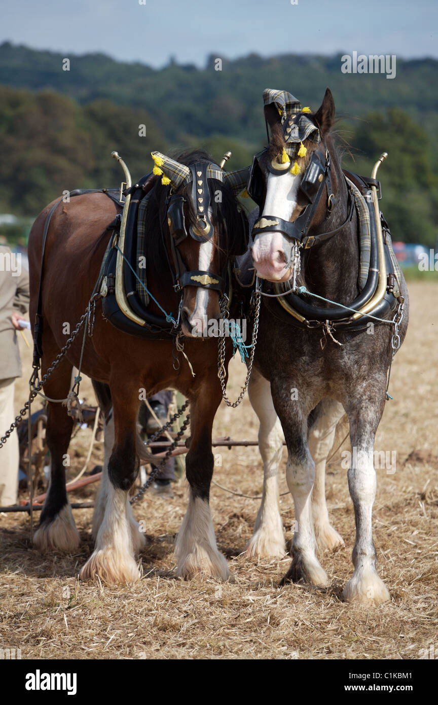Horse team hi-res stock photography and images - Alamy