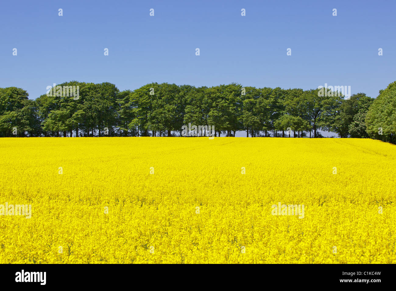 Oil seed rape field on the mendip hills with bright blue sky Stock ...