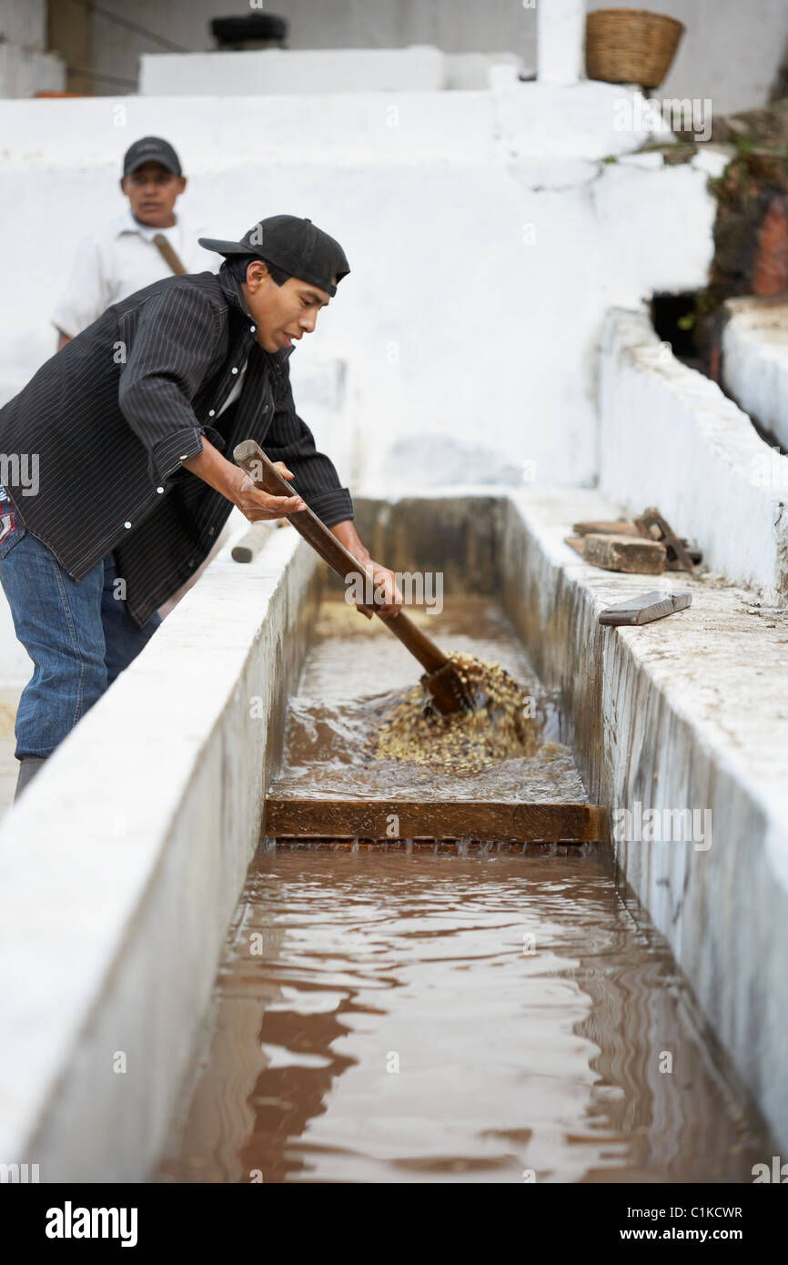 Washing and Drying Coffee Beans, Finca Vista Hermosa Coffee Plantation ...