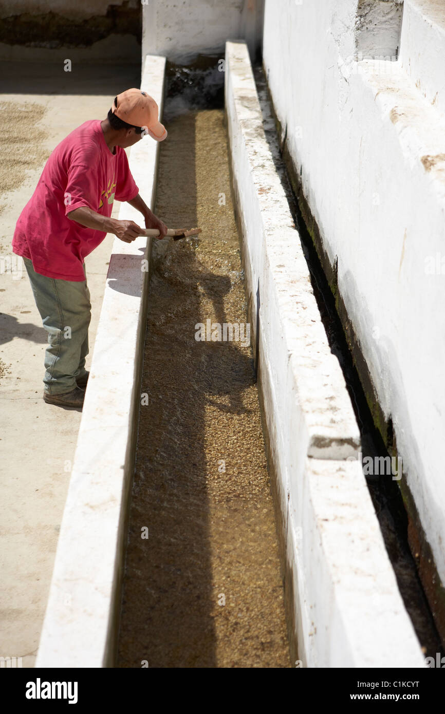 Worker Washing Coffee Beans, Finca Vista Hermosa Coffee Plantation ...