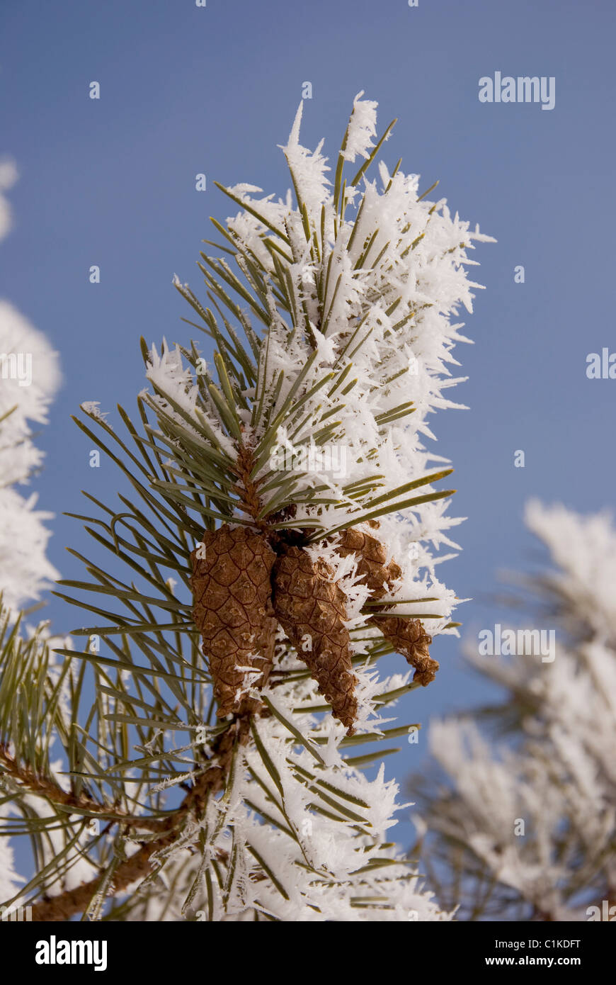pine branch on rime with three cones and sky background Stock Photo - Alamy