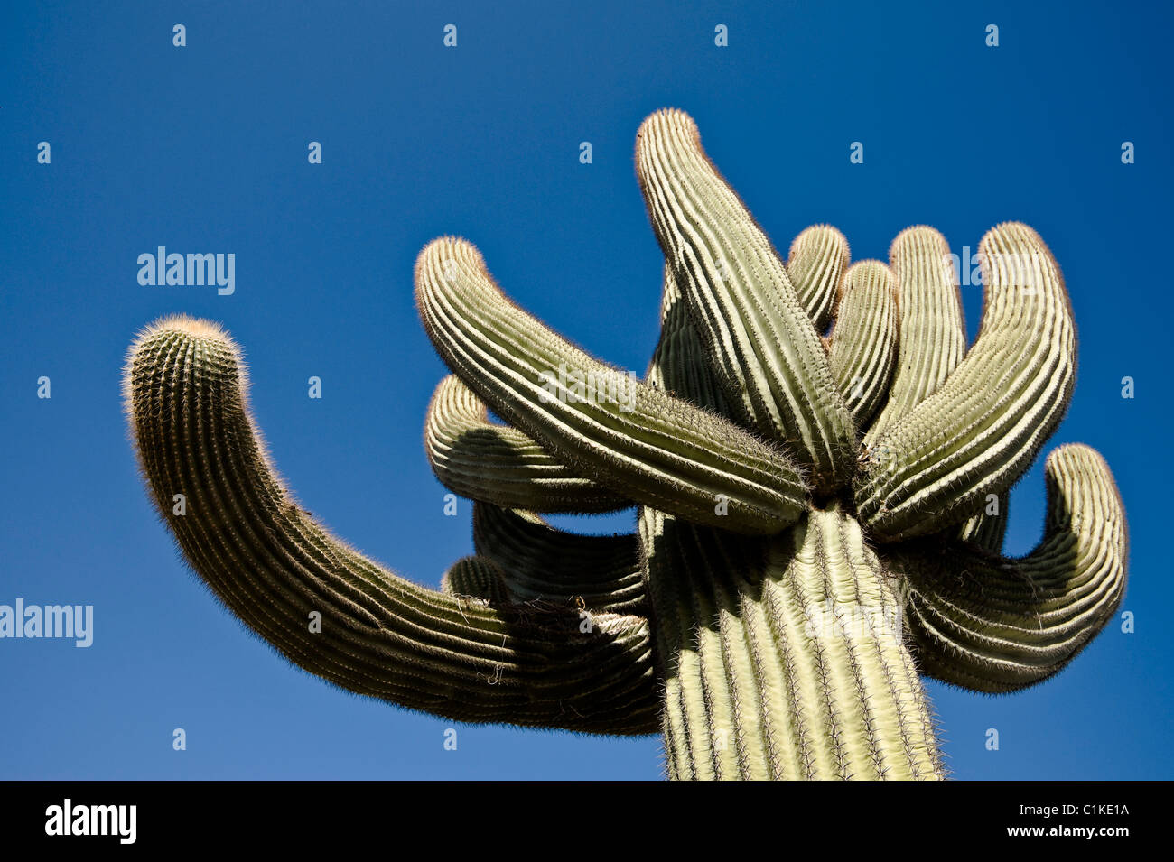 Yuma arizona cactus hi-res stock photography and images - Alamy