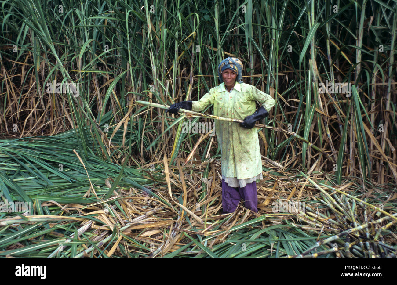 Malagasy Peasant or Agricultural Worker Cutting Sugar Cane Crop in ...