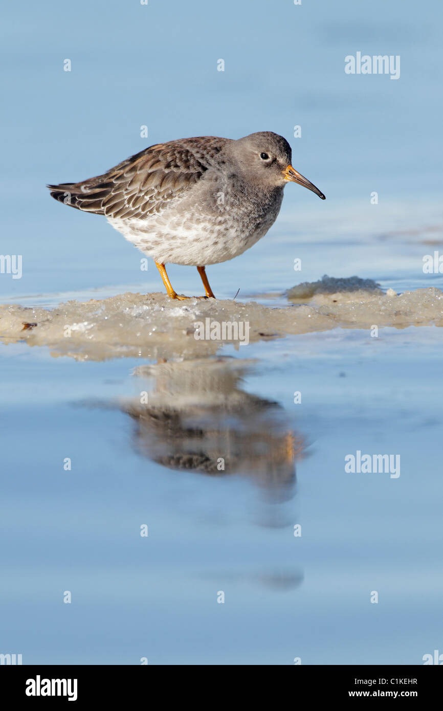 Purple Sandpiper standing on ice in the sea in Iceland in winter Stock ...