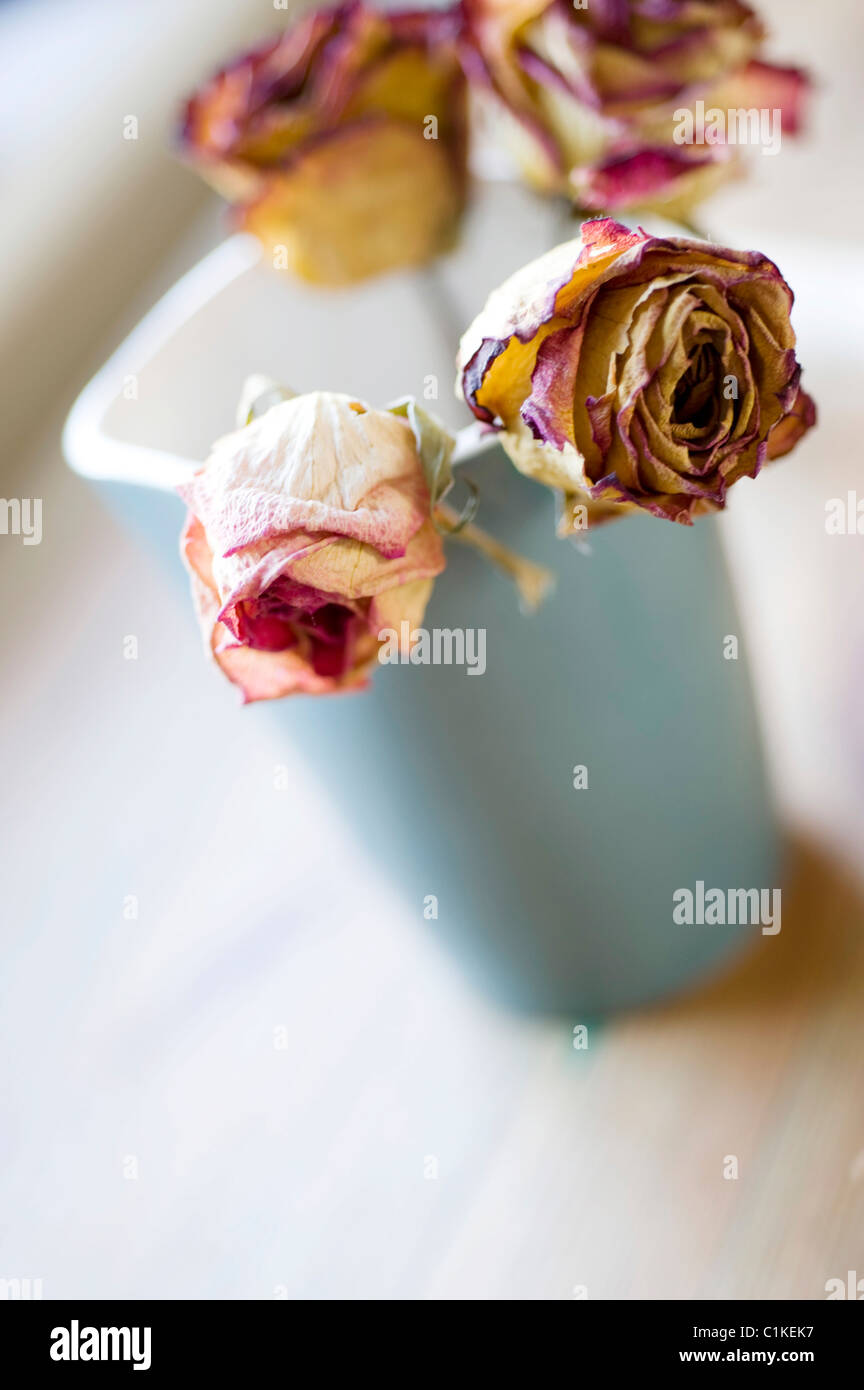 Farmhouse rose hi-res stock photography and images - Alamy