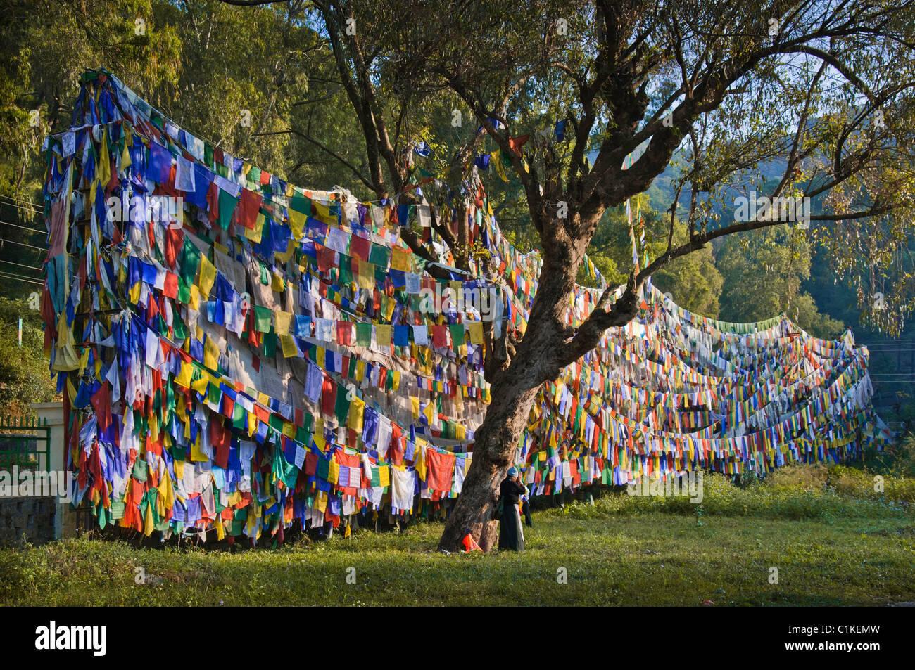Tibetan women praying under the tree Stock Photo - Alamy