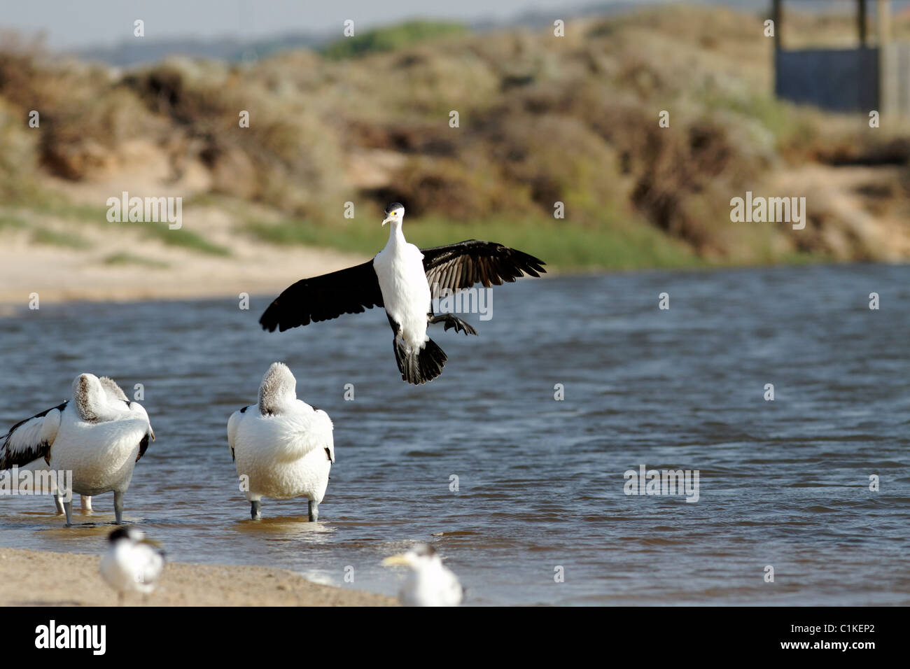 Various sea animals hi-res stock photography and images - Alamy
