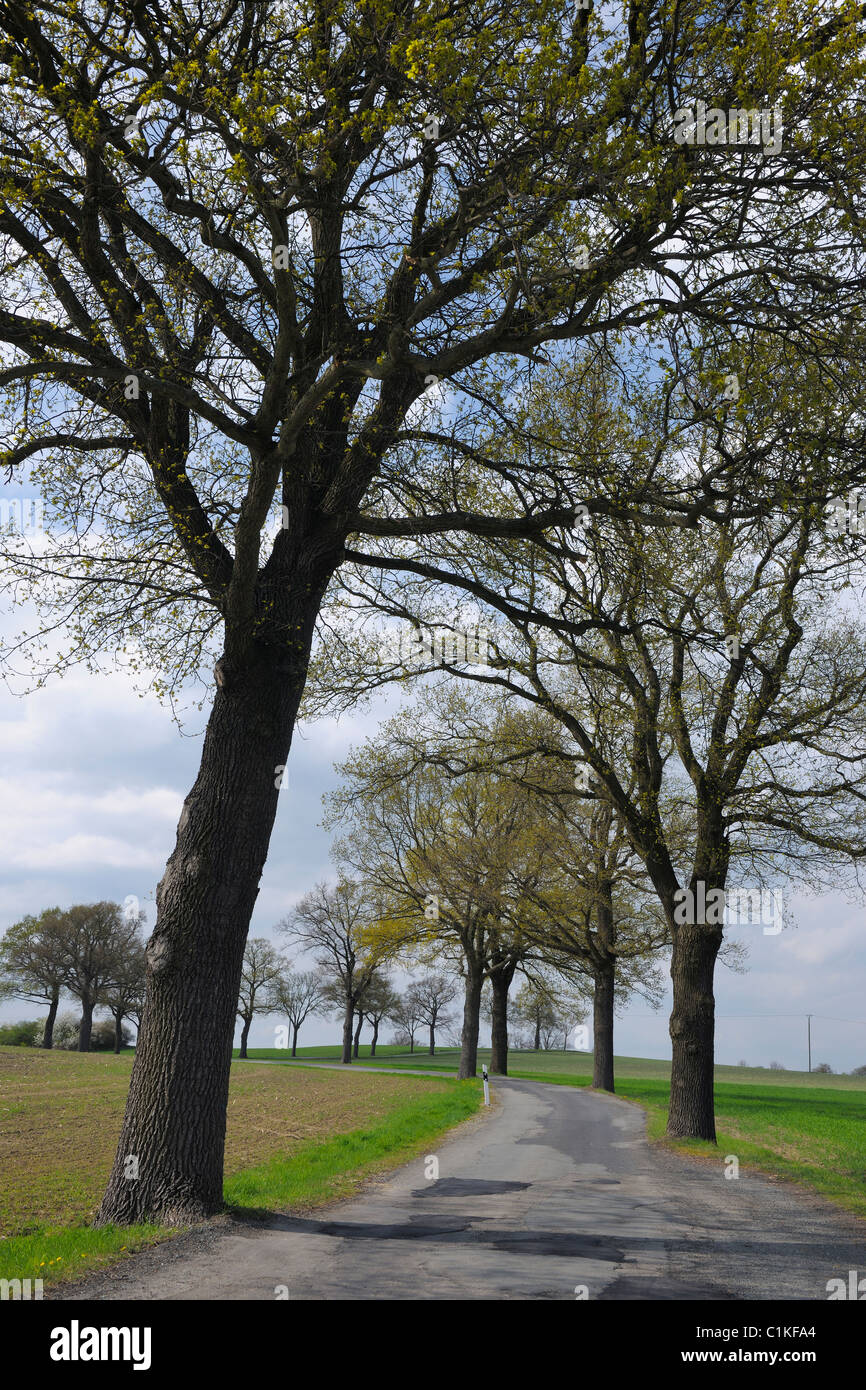 Oak Trees and Walkway, Germany Stock Photo - Alamy