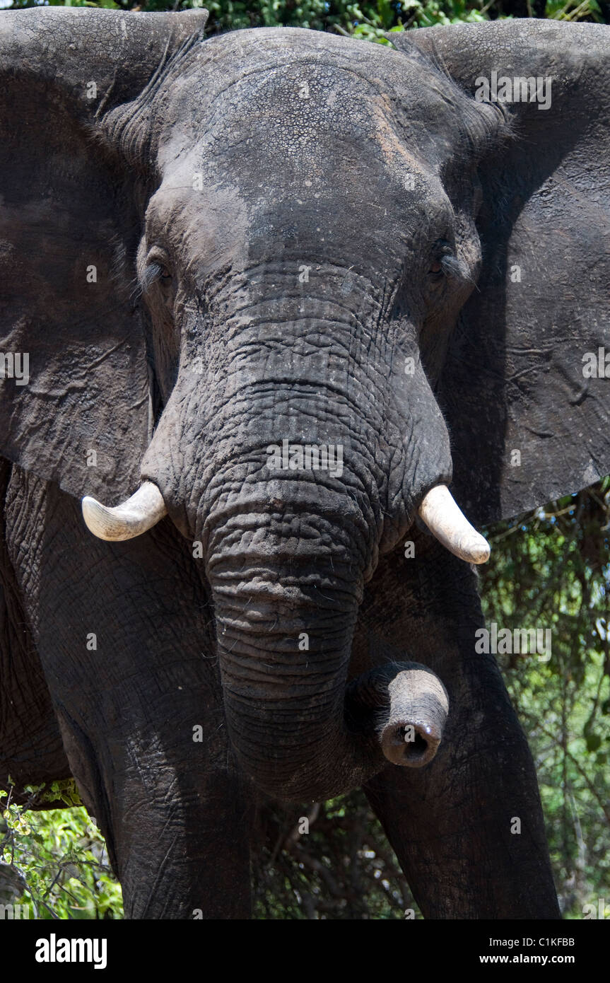 face forward close up of african elephant loxodonta africana botswana ...