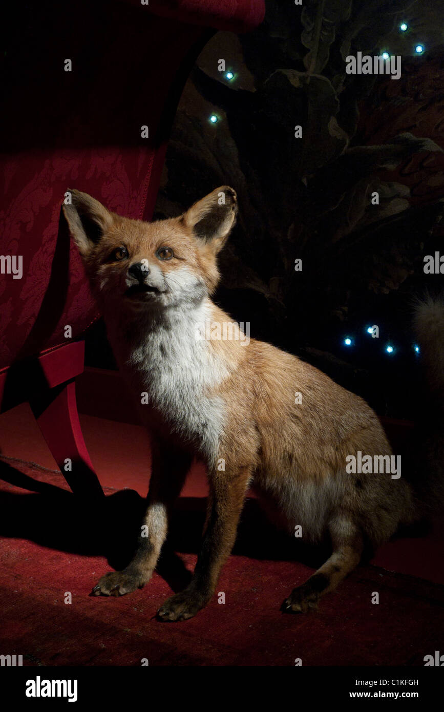 Stuffed fox in department store window Stock Photo - Alamy