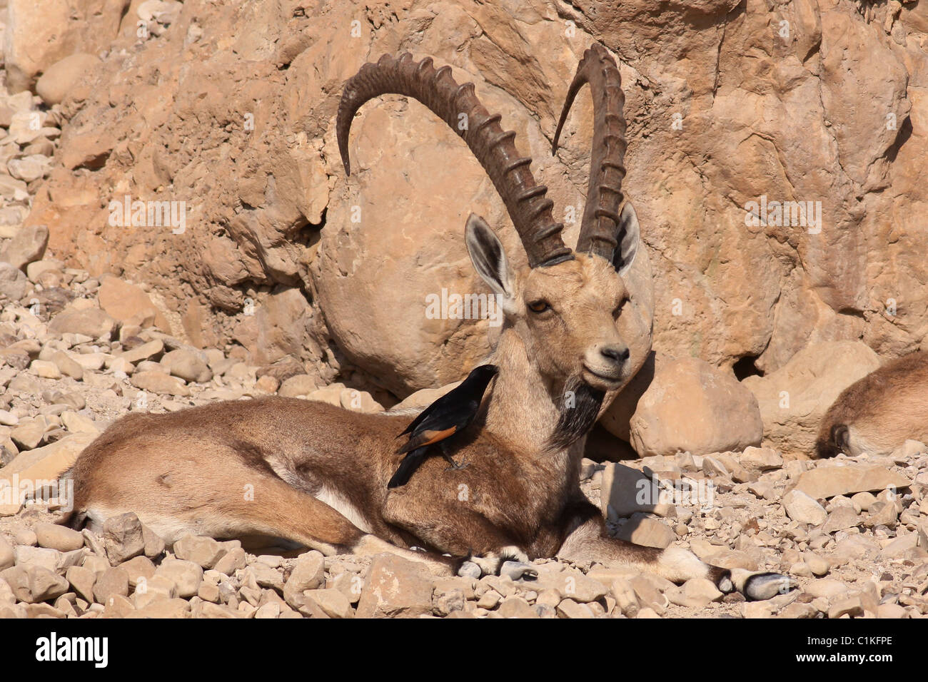Male Nubian Ibex (Capra ibex nubiana AKA Capra nubiana) and Tristram's ...
