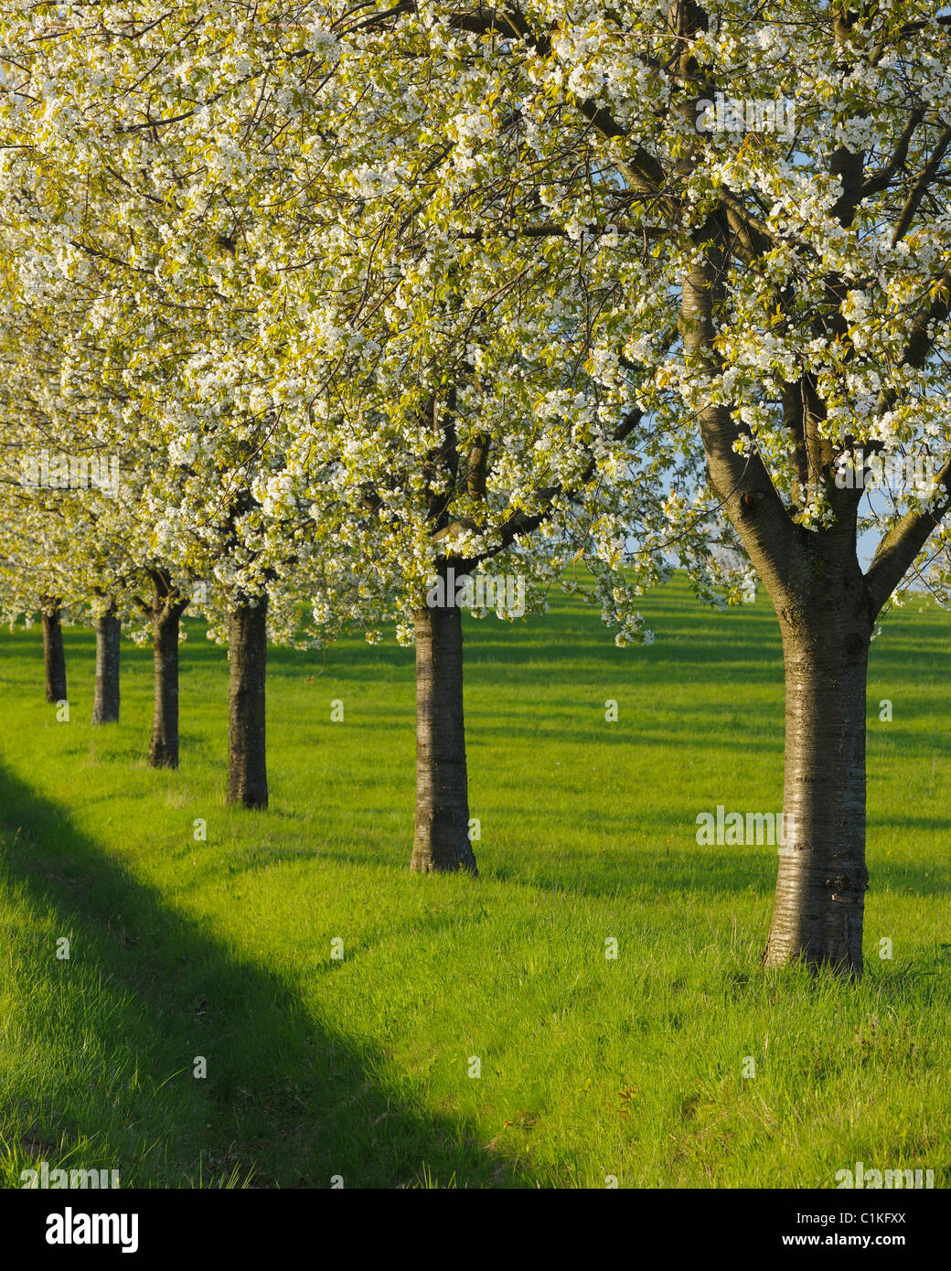 Franconia germany scenery trees hi-res stock photography and images - Alamy