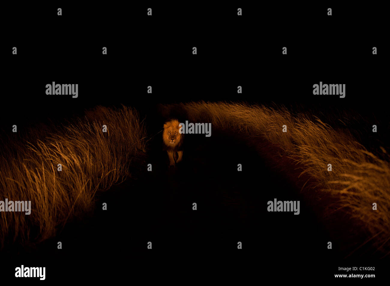Lion night walking hi-res stock photography and images - Alamy