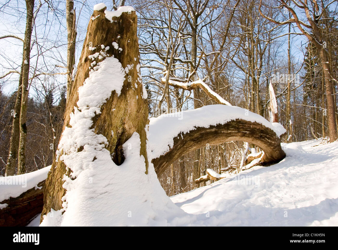 snowy break tree in the forest Stock Photo - Alamy
