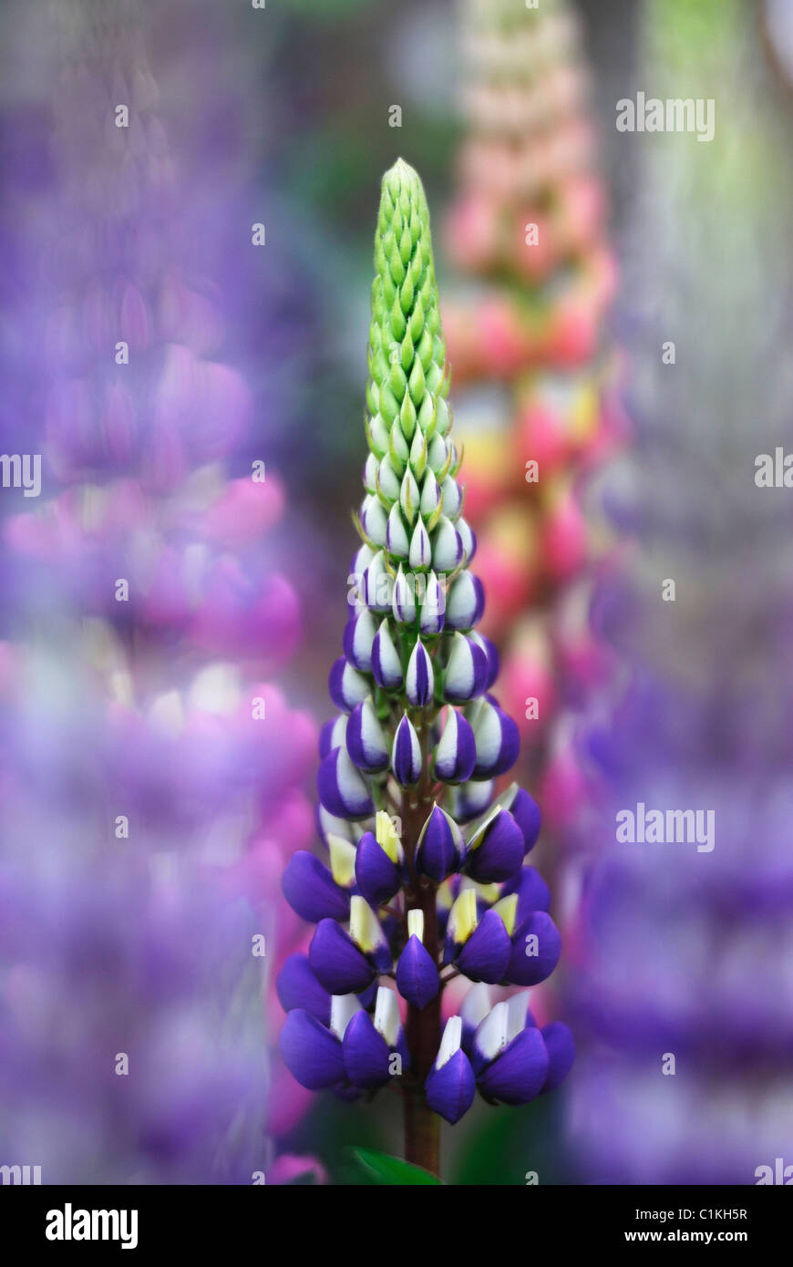 Two lupin flower spikes in a cottage garden Dorset UK Stock Photo - Alamy