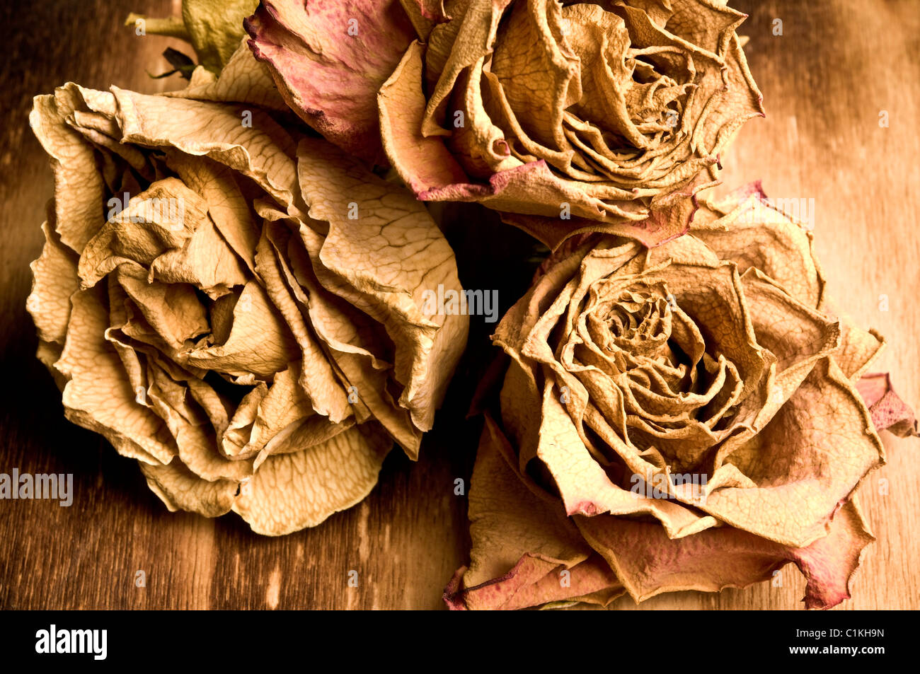 dry roses in close up Stock Photo - Alamy