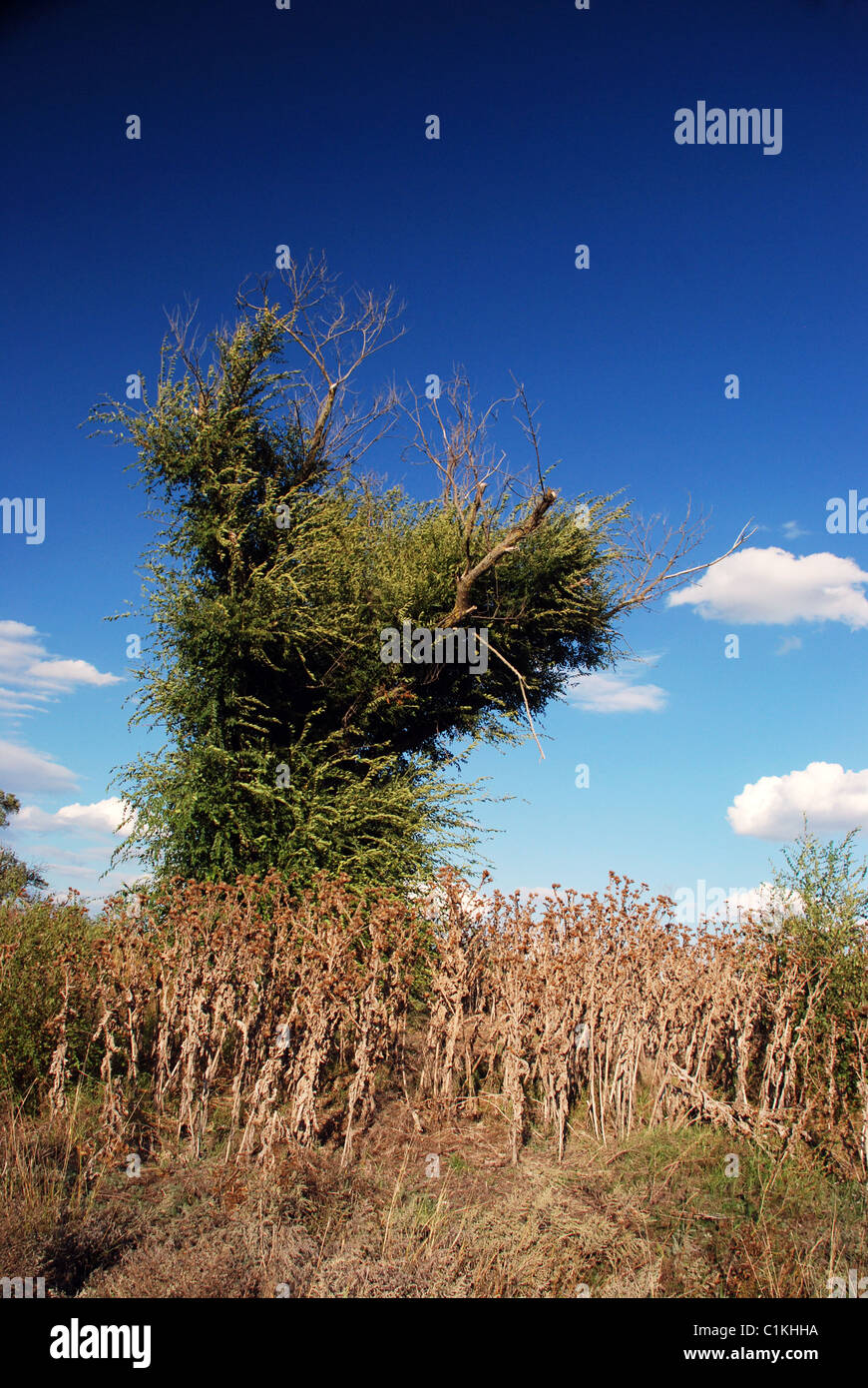 Forms tree hi-res stock photography and images - Alamy