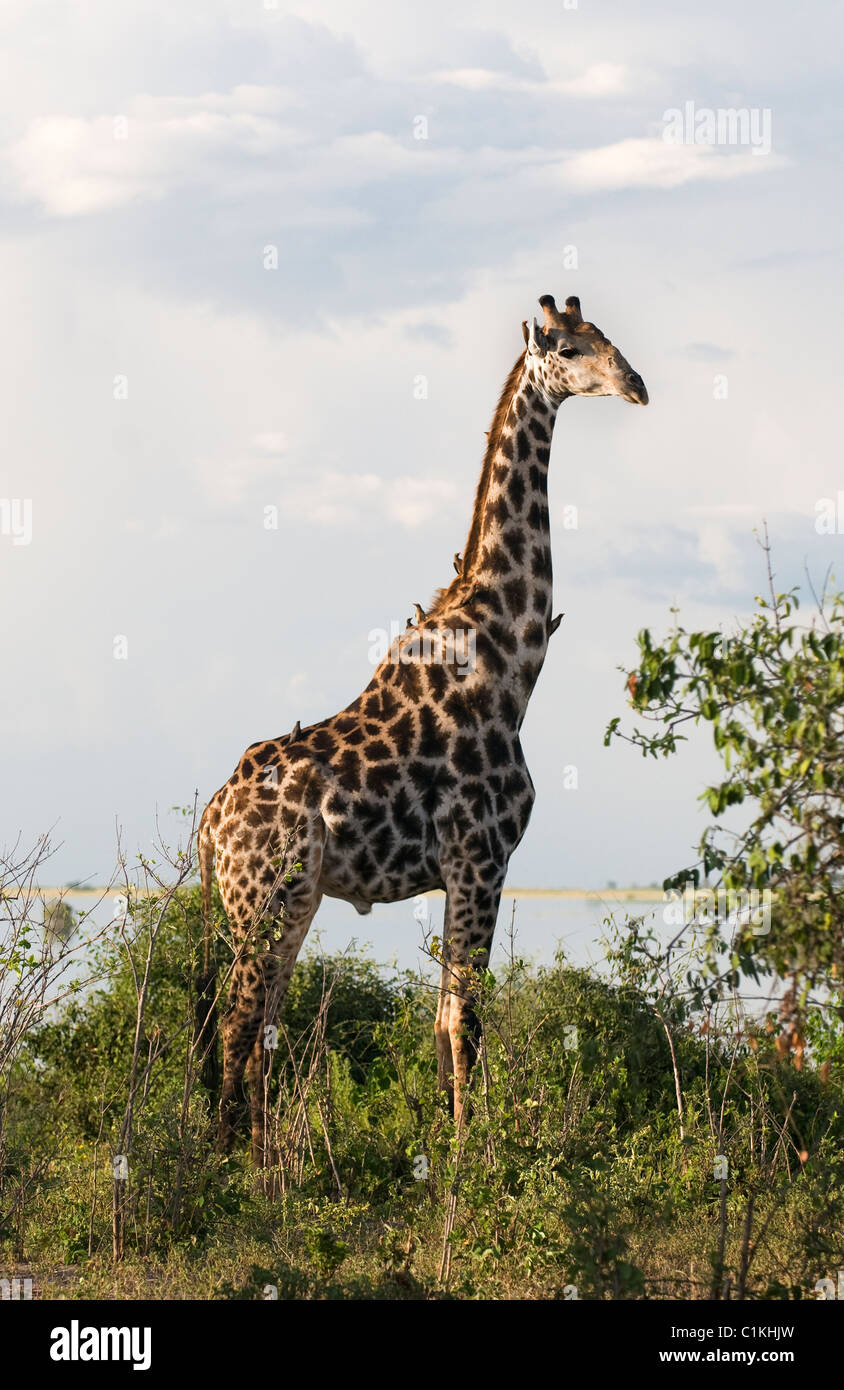 giraffe in the bush in botswana Stock Photo - Alamy