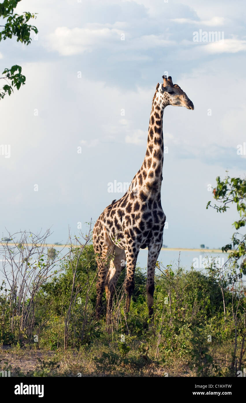 giraffe in the bush in botswana Stock Photo - Alamy