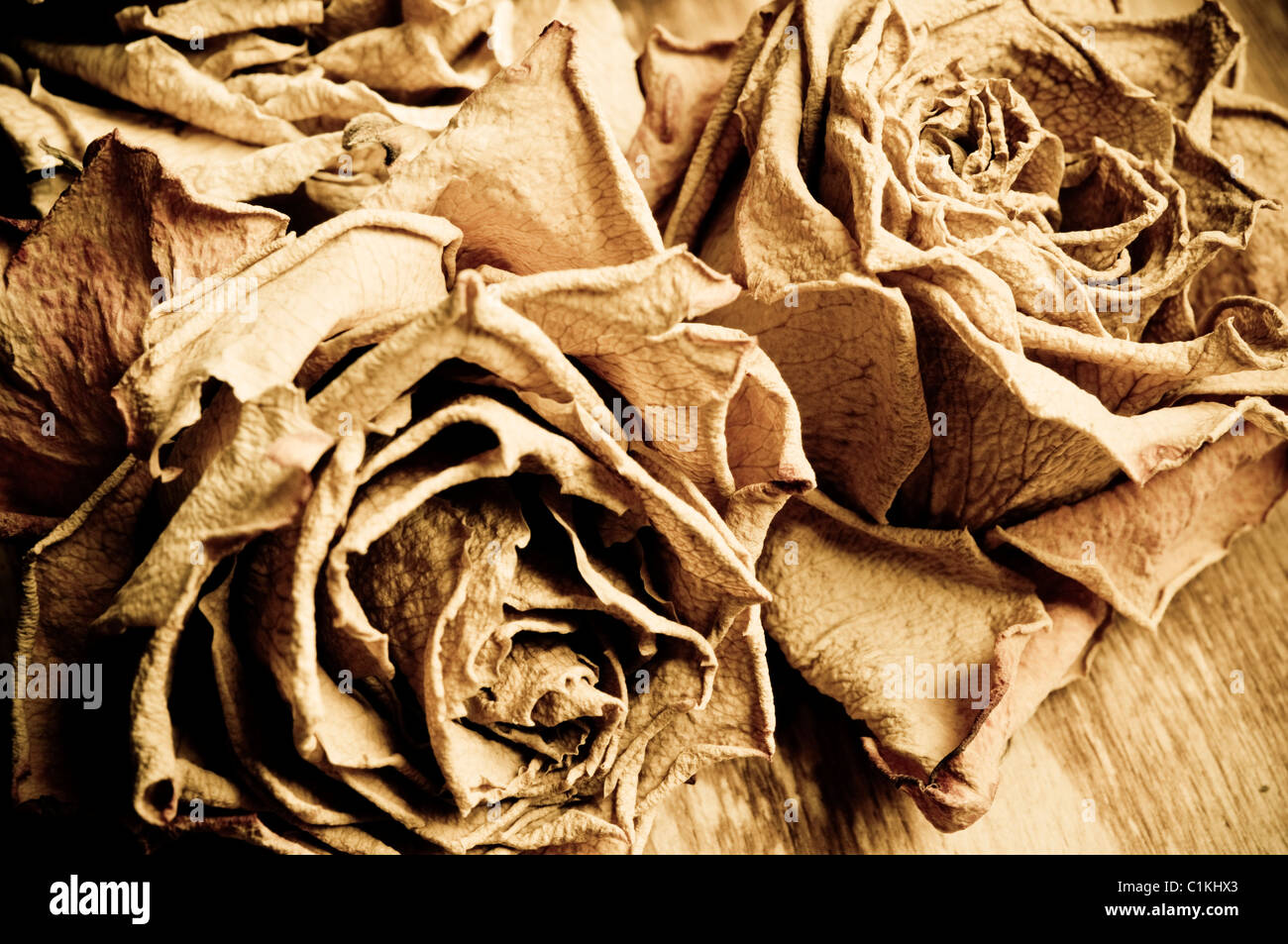 dead roses in closeup Stock Photo - Alamy
