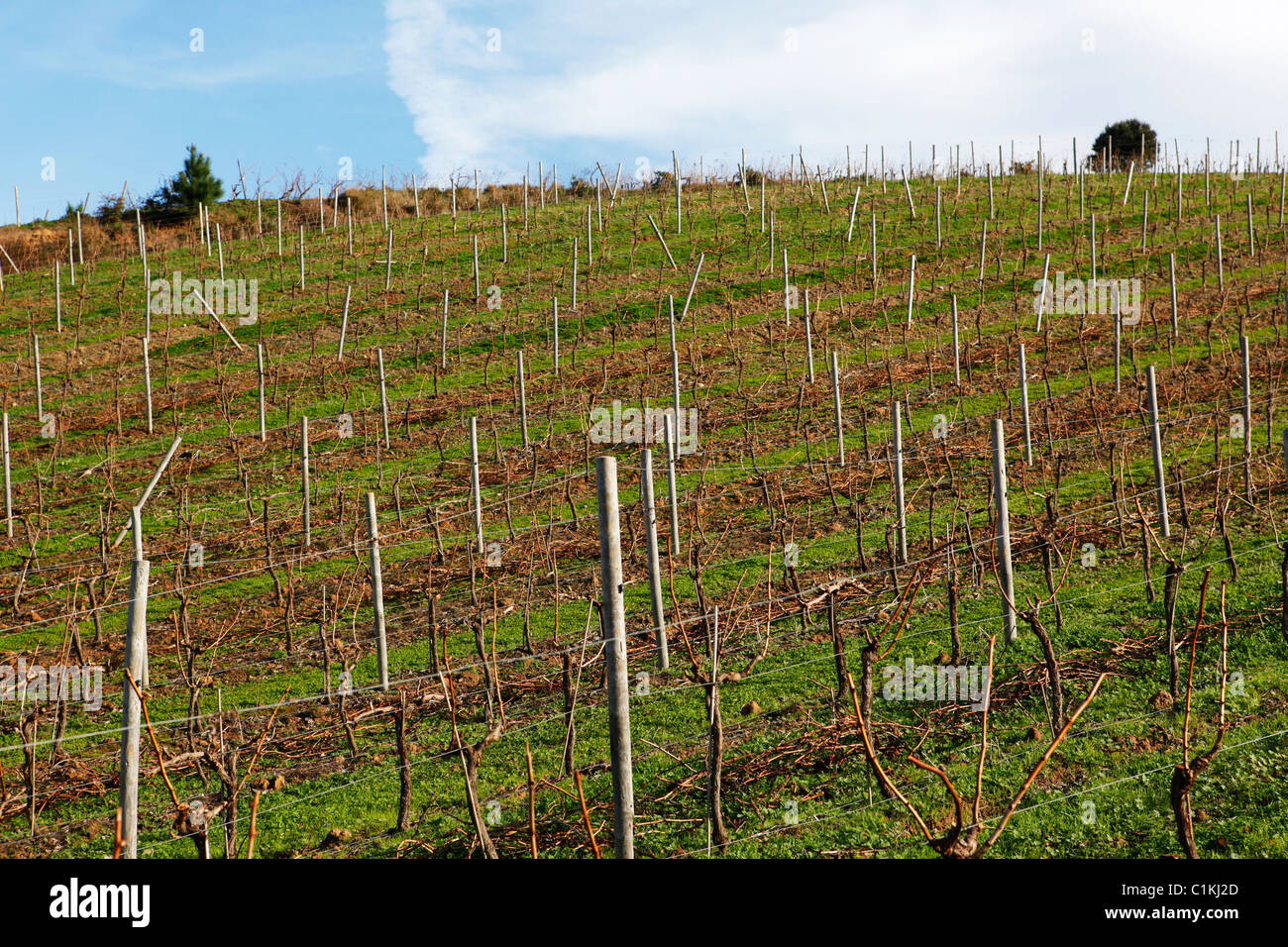 Vineyard rows cut vines hi-res stock photography and images - Alamy