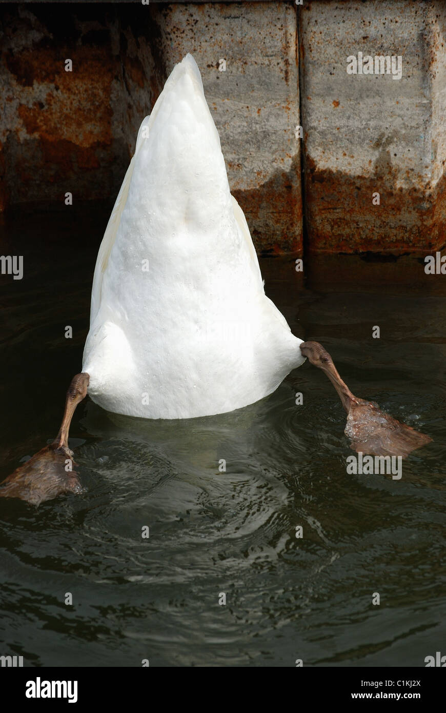 Recognisable duck hi-res stock photography and images - Alamy