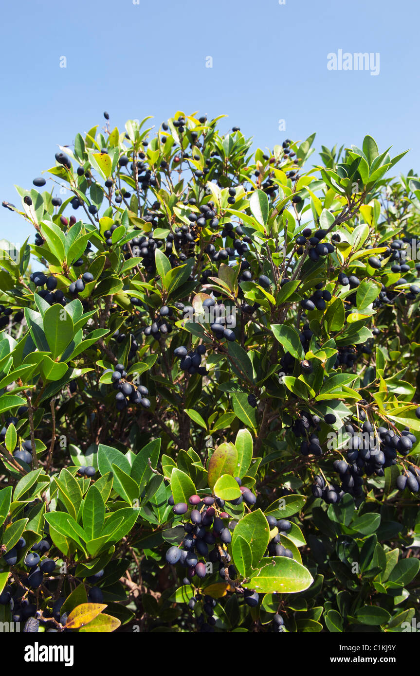 Picconia azorica shrub with fruits - common name Pau-Branco - endemic ...