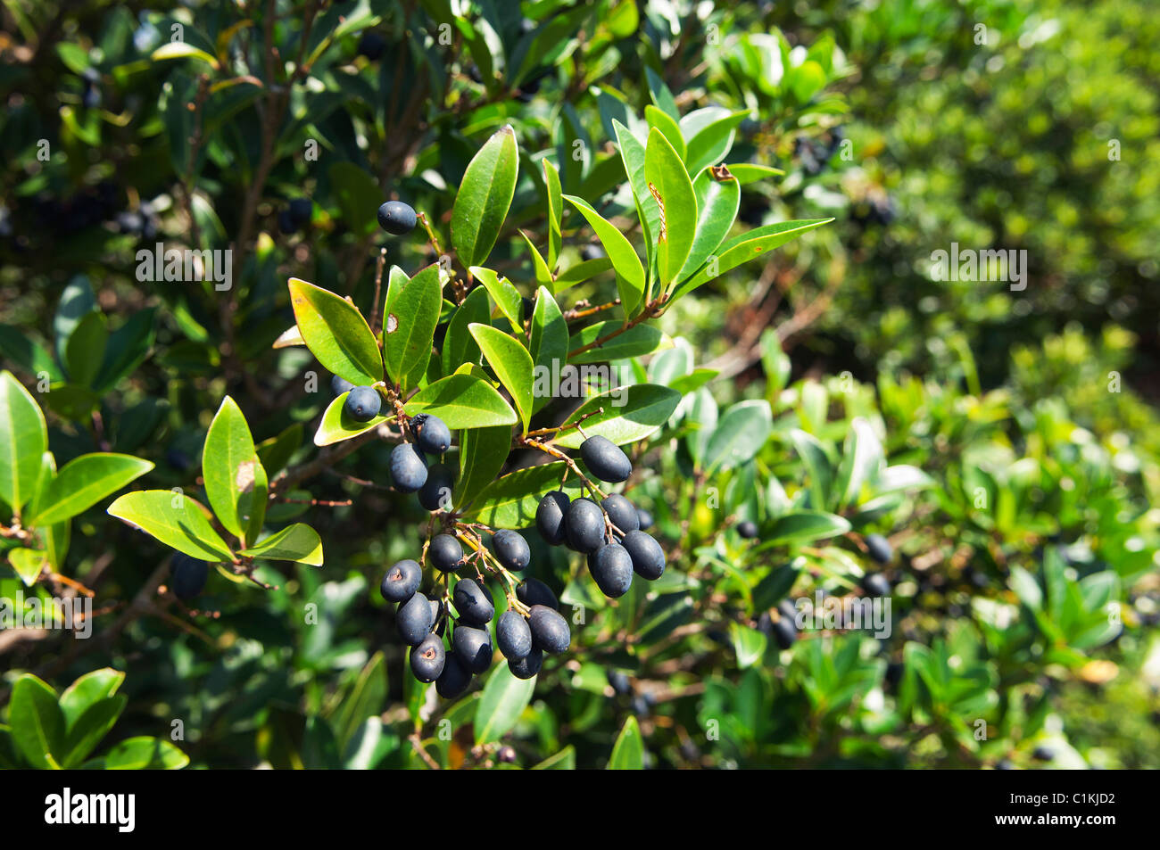 Picconia azorica shrub with fruits - common name Pau-Branco - endemic ...