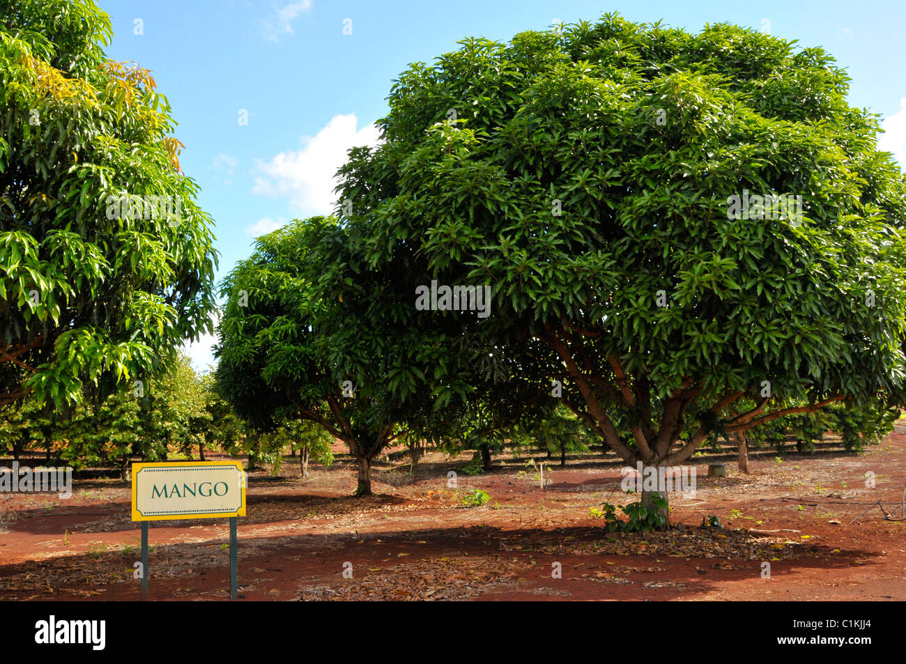 Mango Trees Dole Plantation Wahiawa Honolulu Hawaii Oahu Pacific Ocean ...