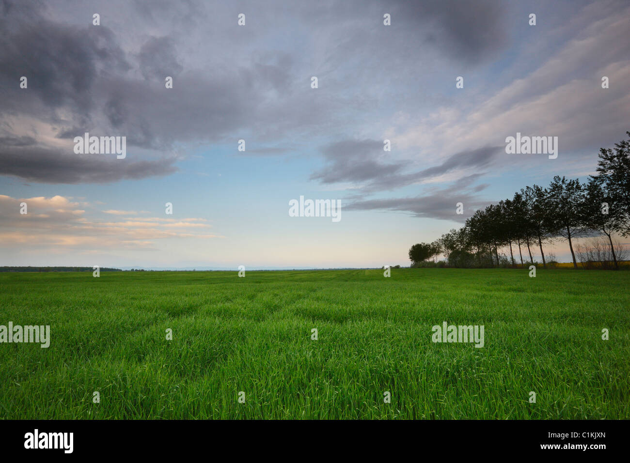 Field fields meadow hi-res stock photography and images - Alamy
