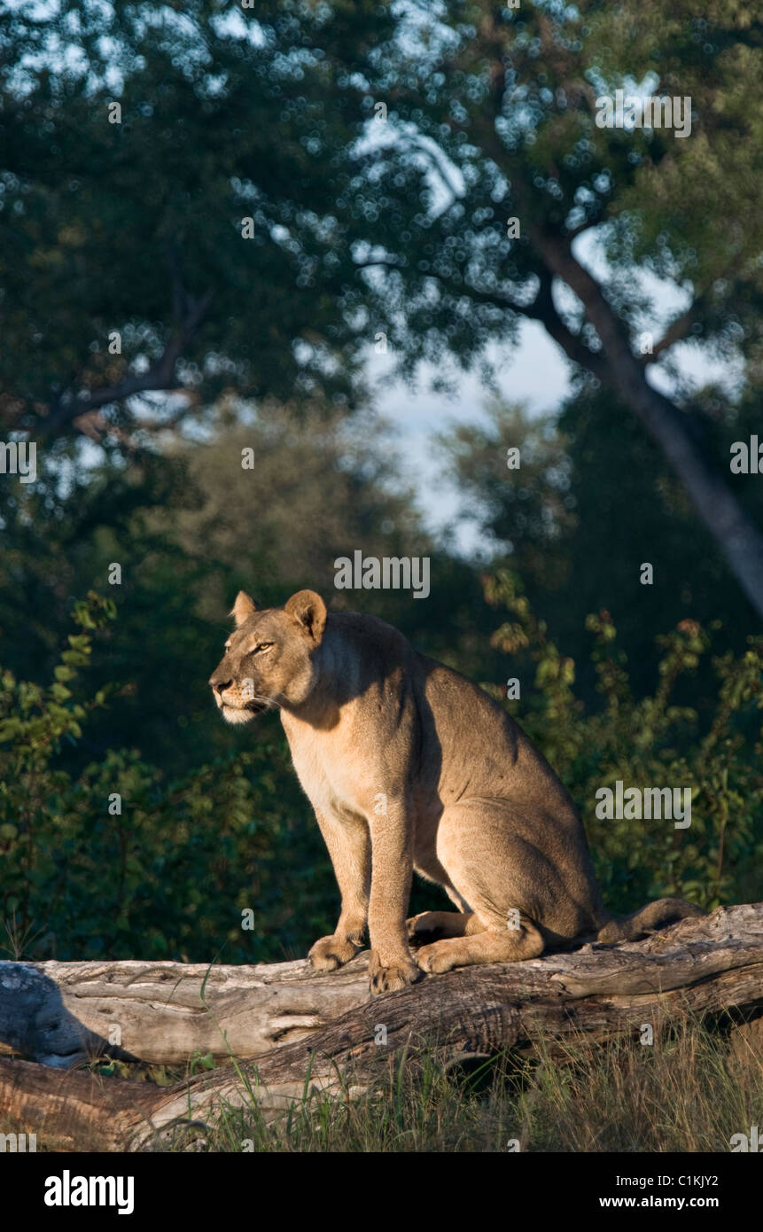 Lioness morning sun hi-res stock photography and images - Alamy