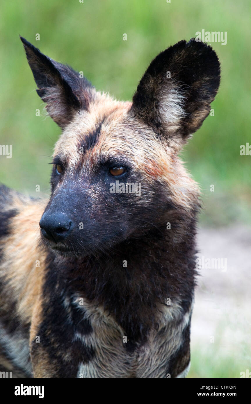 portrait of an african wild dog,botswana, africa Stock Photo - Alamy