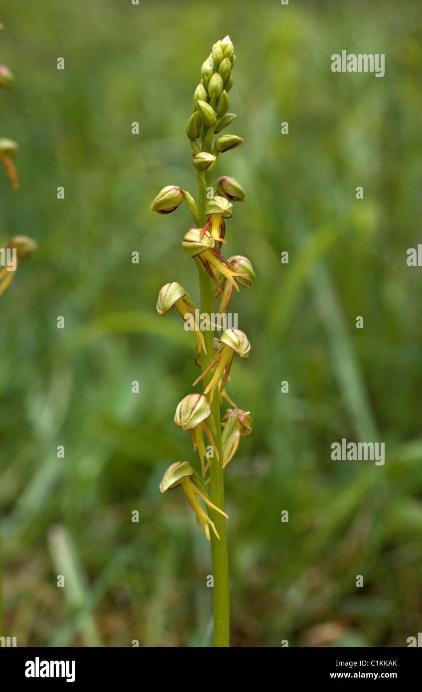 Man orchid uk hi-res stock photography and images - Alamy