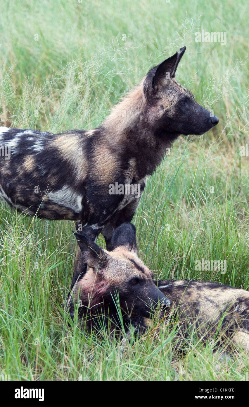 African wild dogs botswana hi-res stock photography and images - Alamy