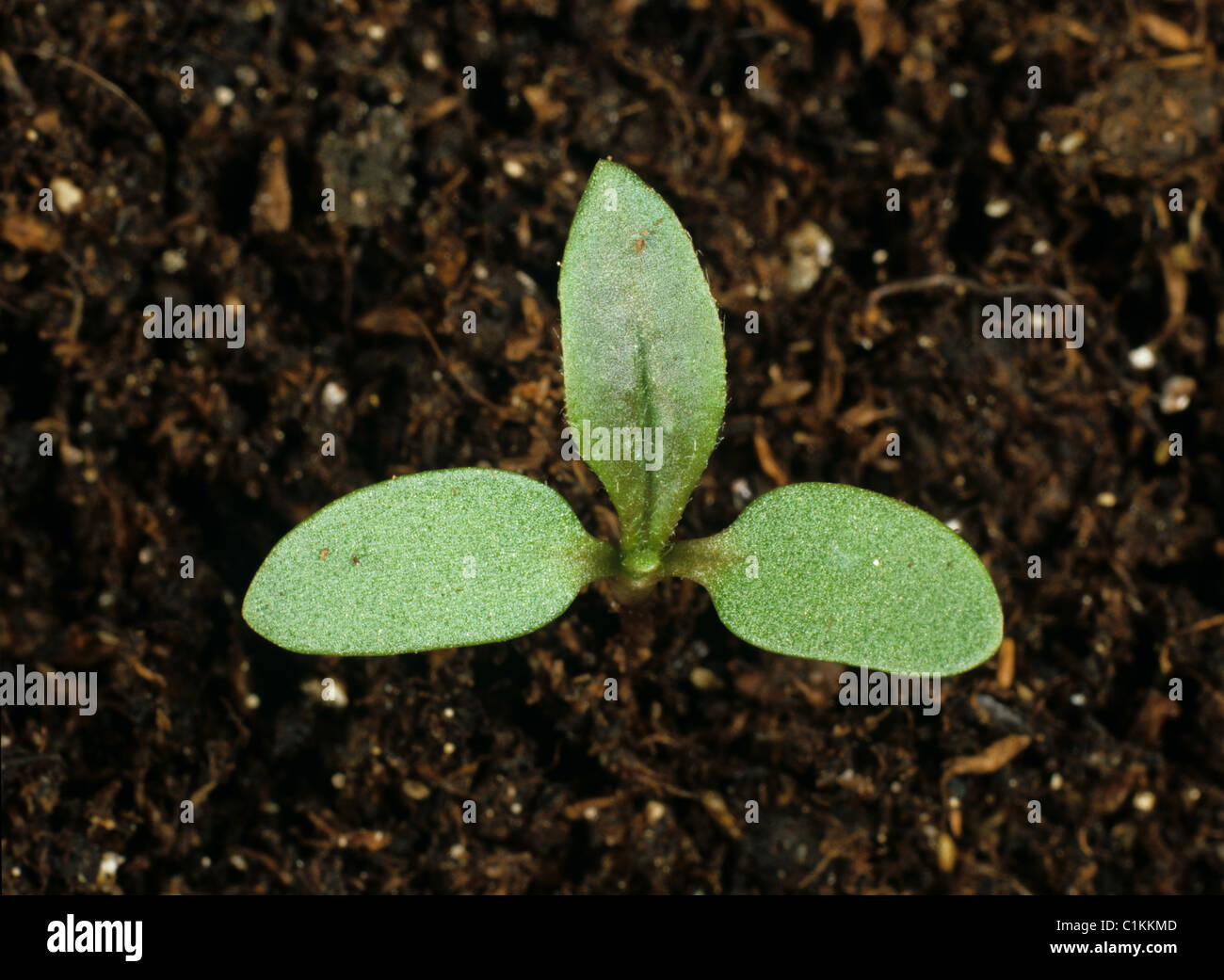 Redshank (Polygonum persicaria) seedling cotyledons with first true ...