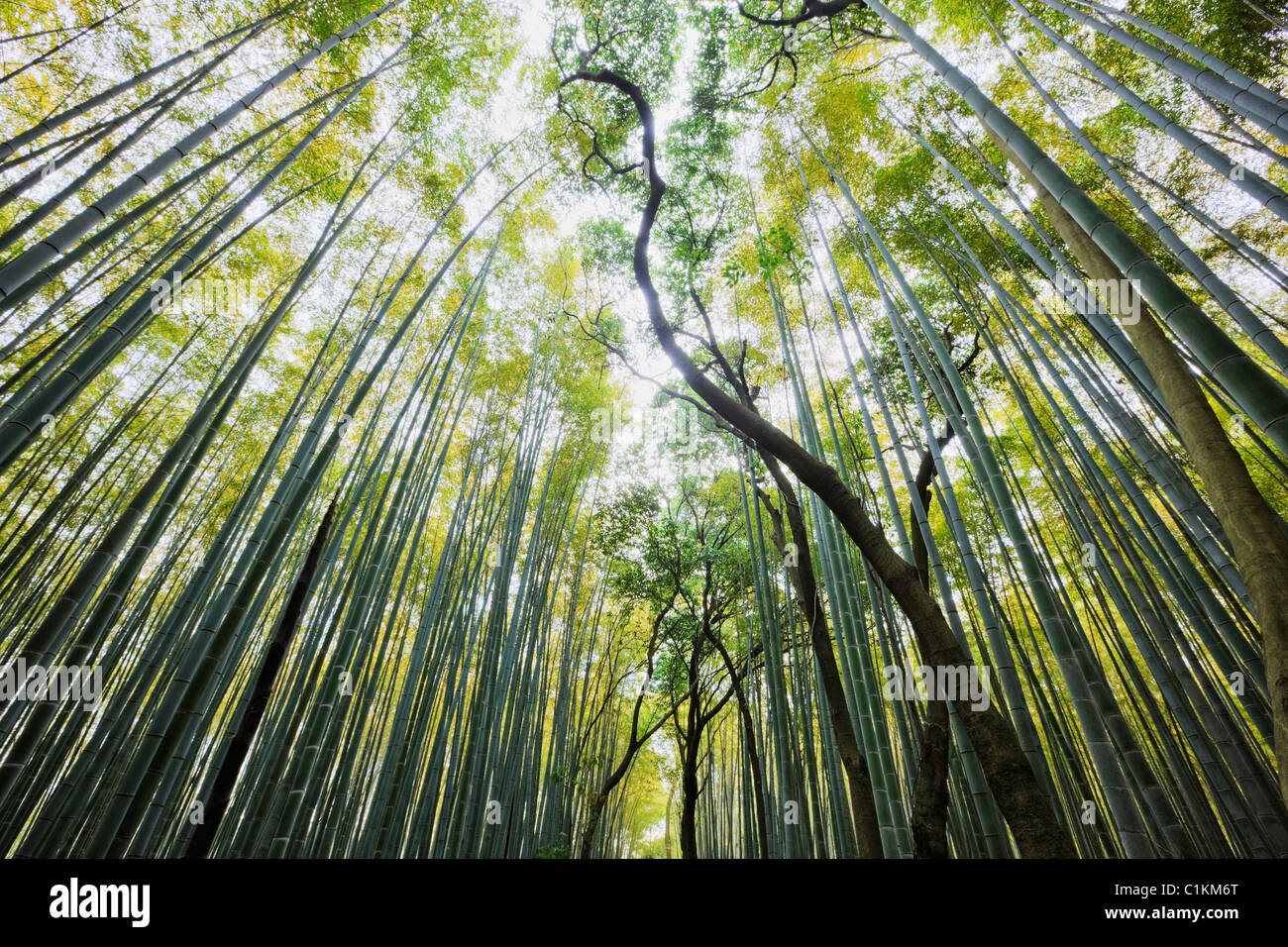 Bamboo Forest, Kyoto, Kyoto Prefecture, Kansai Region, Honshu, Japan ...