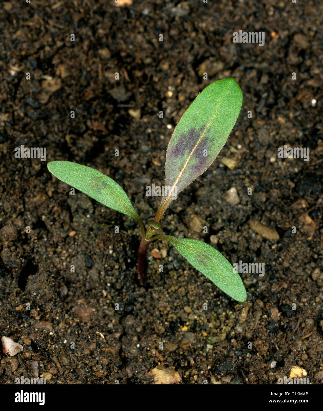 Pinkweed (Polygonum pennsylvanicum) seedling cotyledons with first true ...