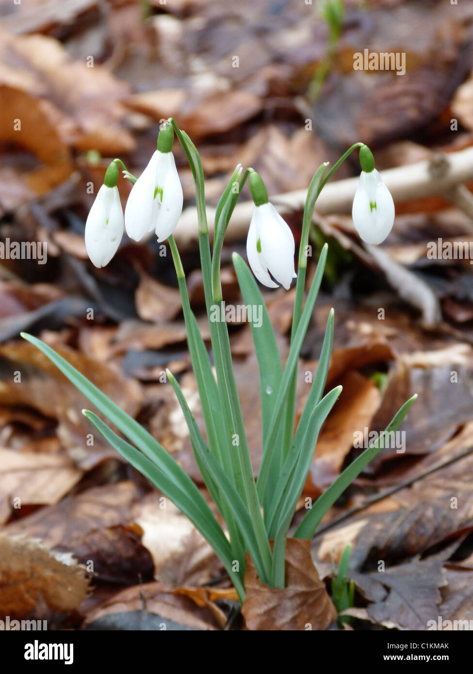 Snowdrop and fallen leaves hi-res stock photography and images - Alamy