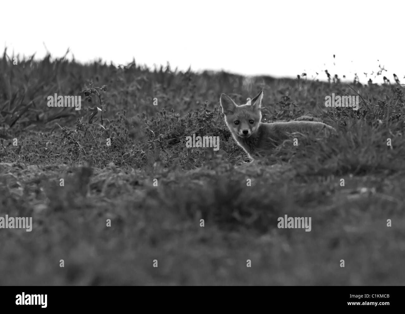 A young Fox cub outside the den(earth Stock Photo - Alamy