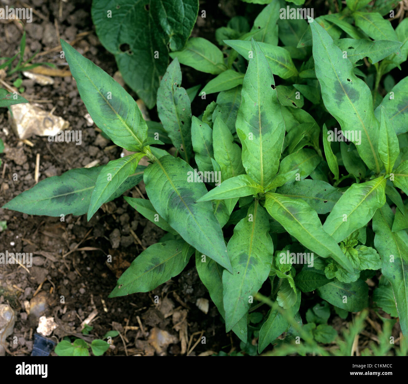 Persicaria hi-res stock photography and images - Alamy