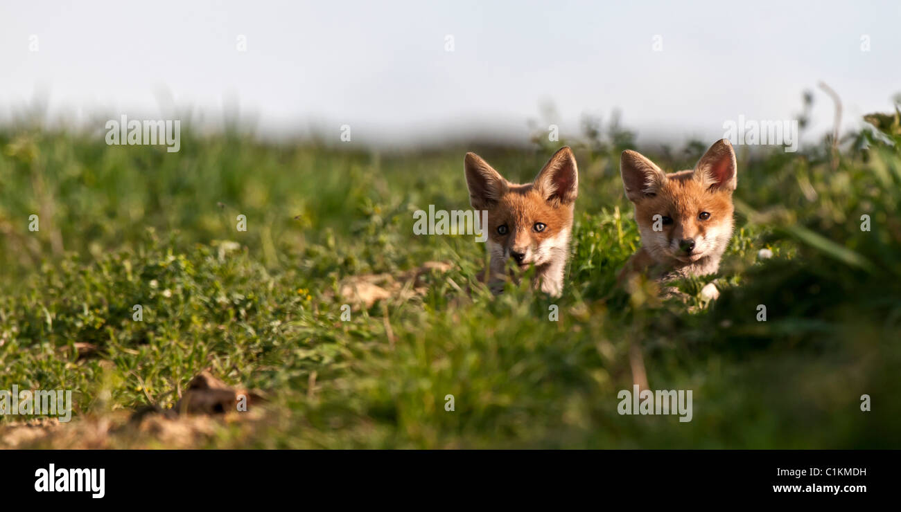 Two young Fox cubs in the early morning sun Stock Photo - Alamy