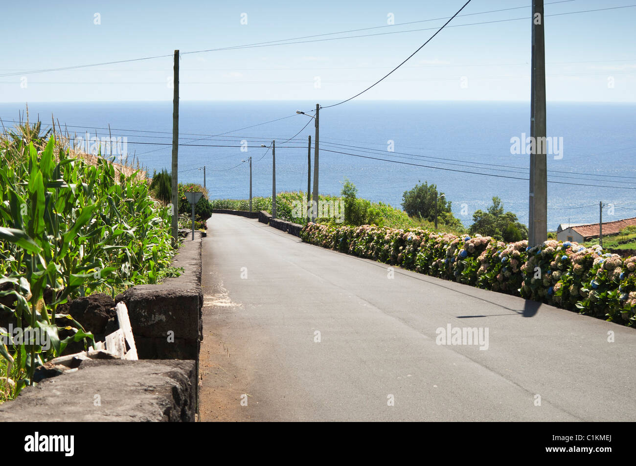 Country road in Pico island, Azores Stock Photo - Alamy
