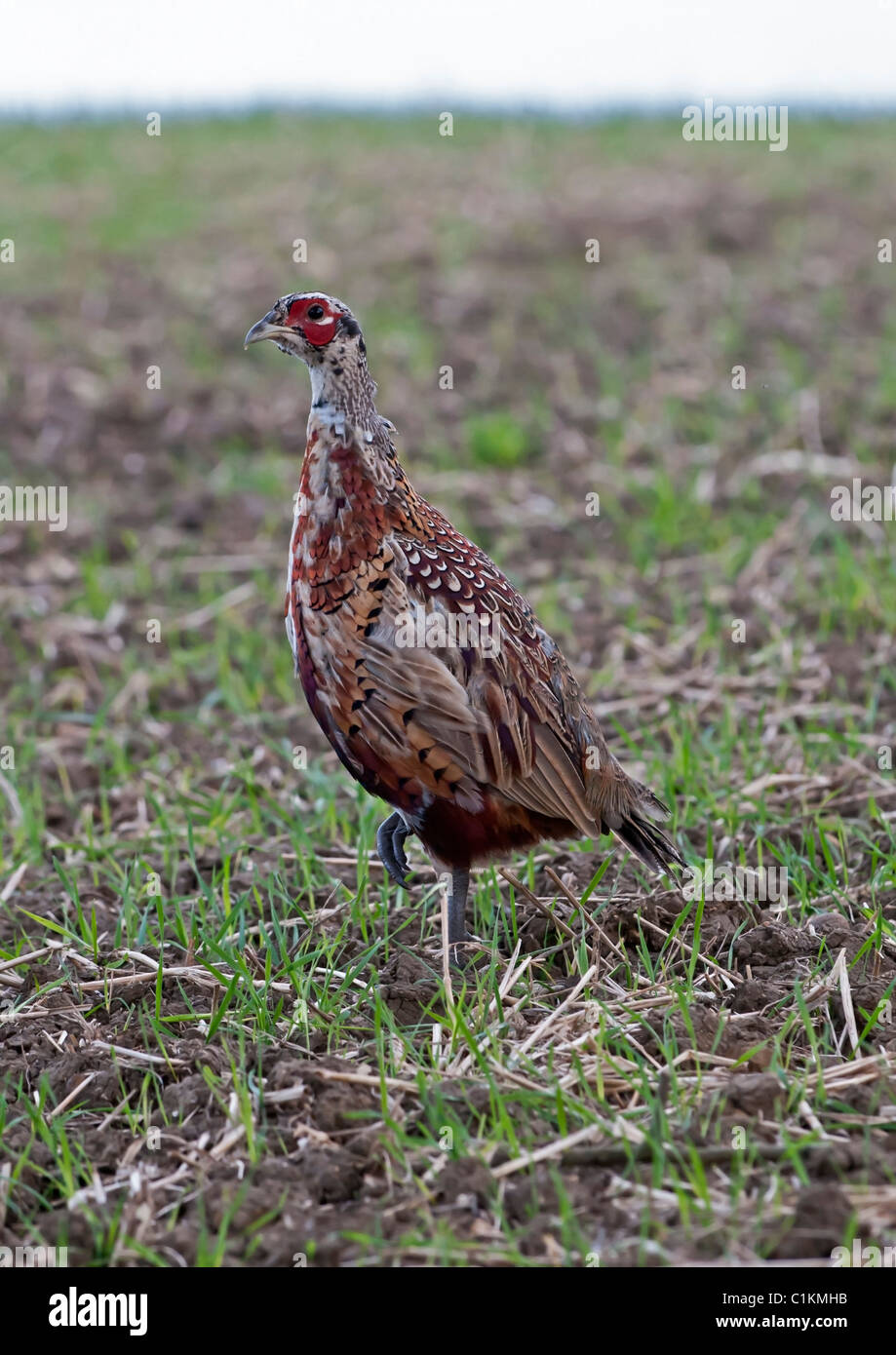 Ringneck Pheasants Hen