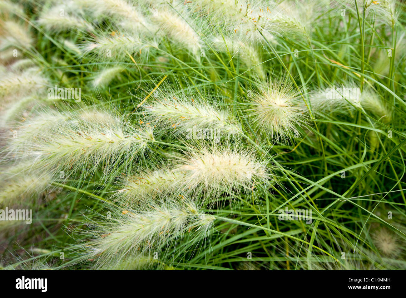 Feathertop fountain grass hi-res stock photography and images - Alamy