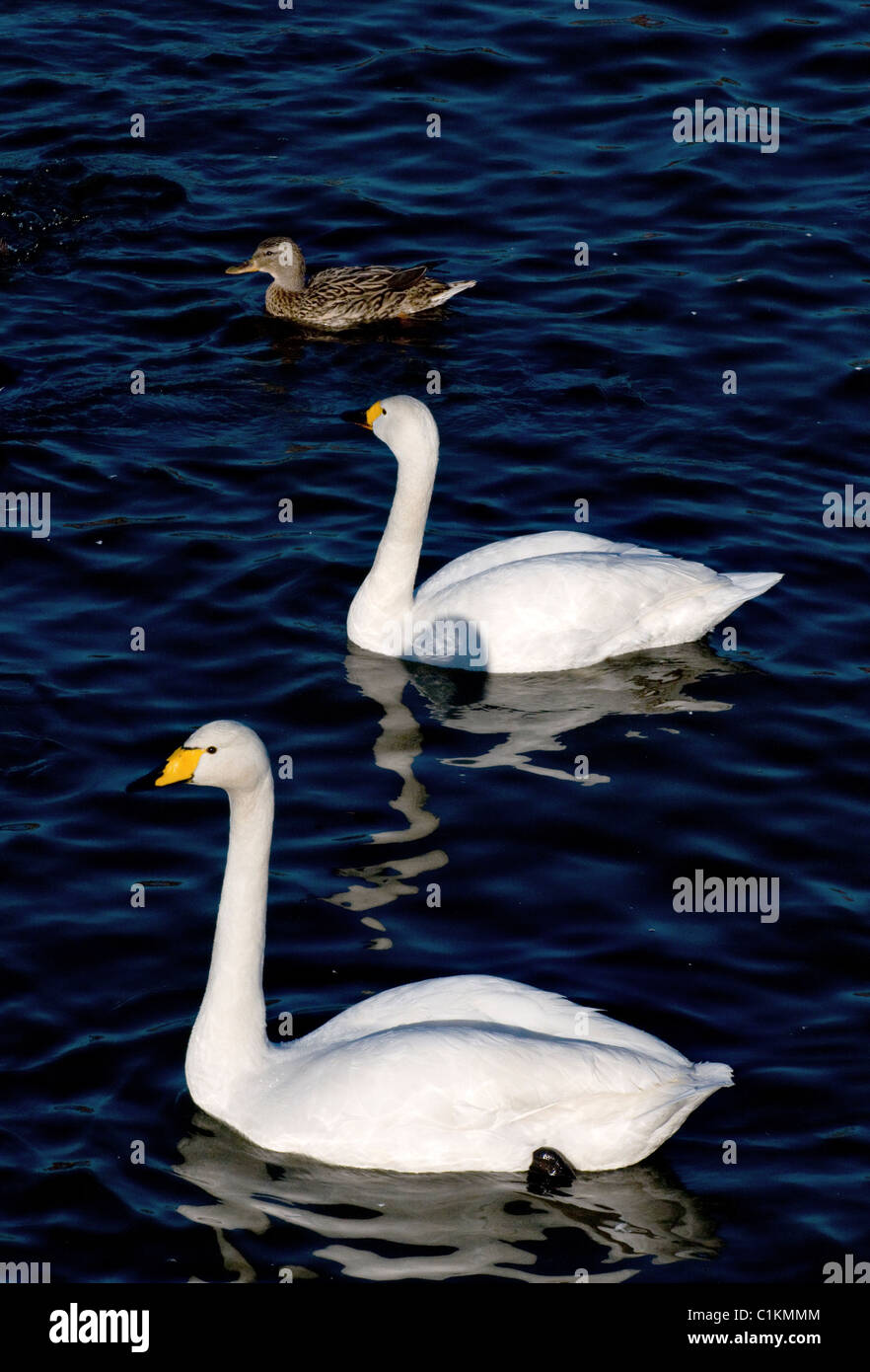 whooper swan and bewick's swan floating side by side on dark rippling ...
